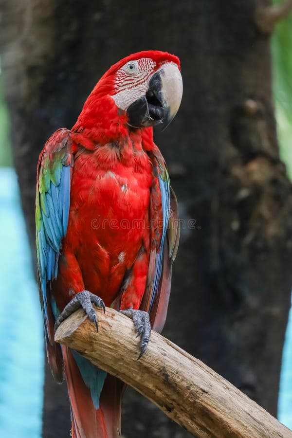 Close Up Head the Red Macaw Parrot Bird in Garden Stock Photo - Image ...