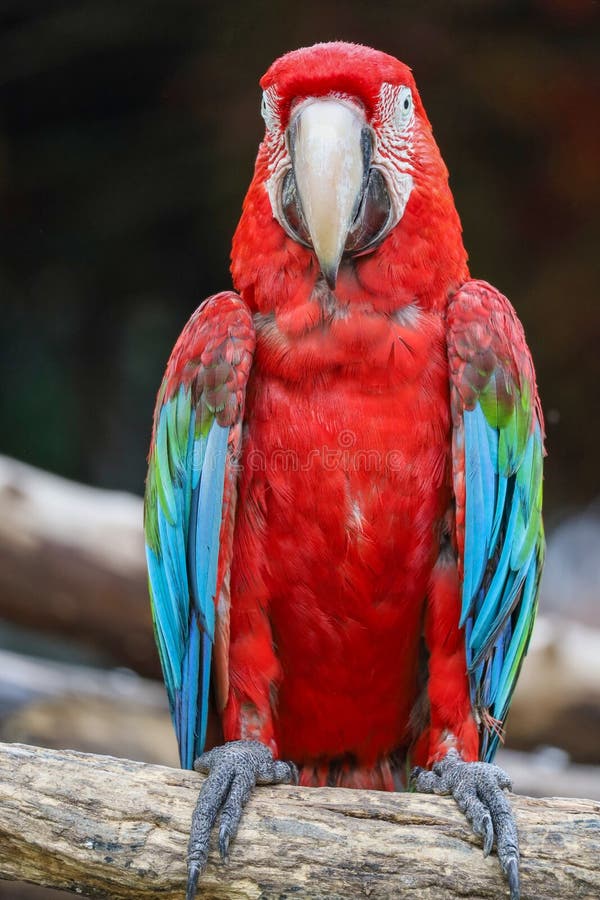 Close Up Head the Red Macaw Parrot Bird in Garden Stock Image - Image ...