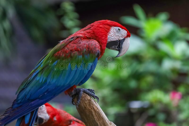Close Up Head the Red Macaw Parrot Bird in Garden Stock Photo - Image ...