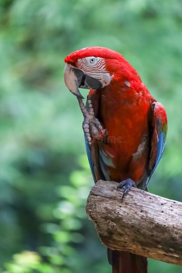 Close Up Head the Red Macaw Parrot Bird in Garden Stock Photo - Image ...