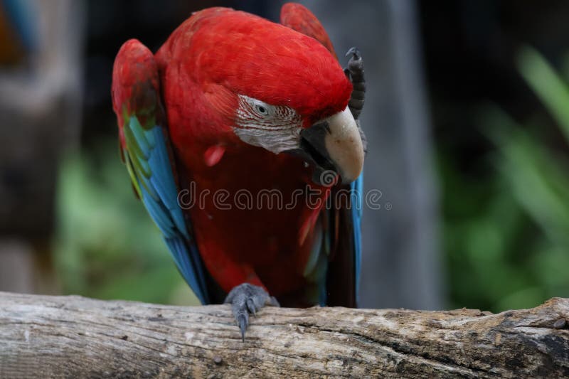 Close Up Head the Red Macaw Parrot Bird in Garden Stock Photo - Image of asia, tree: 373904778