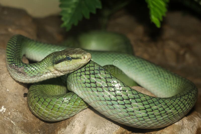 Close Up Head Red Tailed Rat Snake in Garden Stock Image - Image of ...