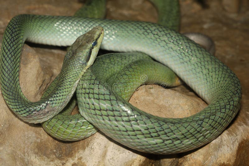 Close Up Head Red Tailed Rat Snake in Garden Stock Image - Image of ...