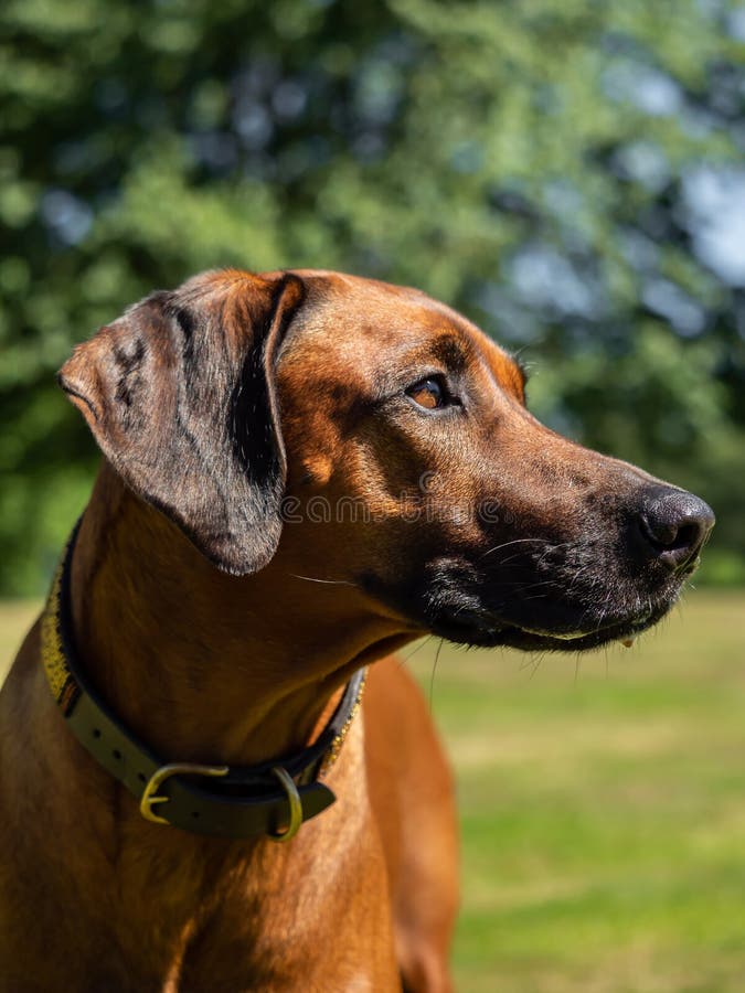 Close-up of the Head of a Rhodesian Ridgeback Stock Image - Image of ...
