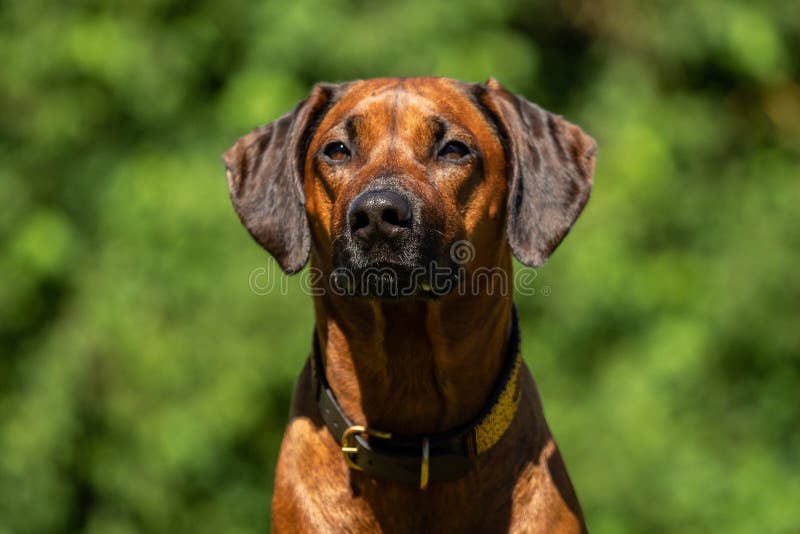 Head of the Rhodesian Ridgeback in Profile Close-up Stock Photo - Image ...