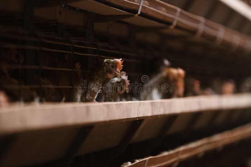 Close-up. the Head of a Rooster with a Crest at the Poultry Farm Stock ...