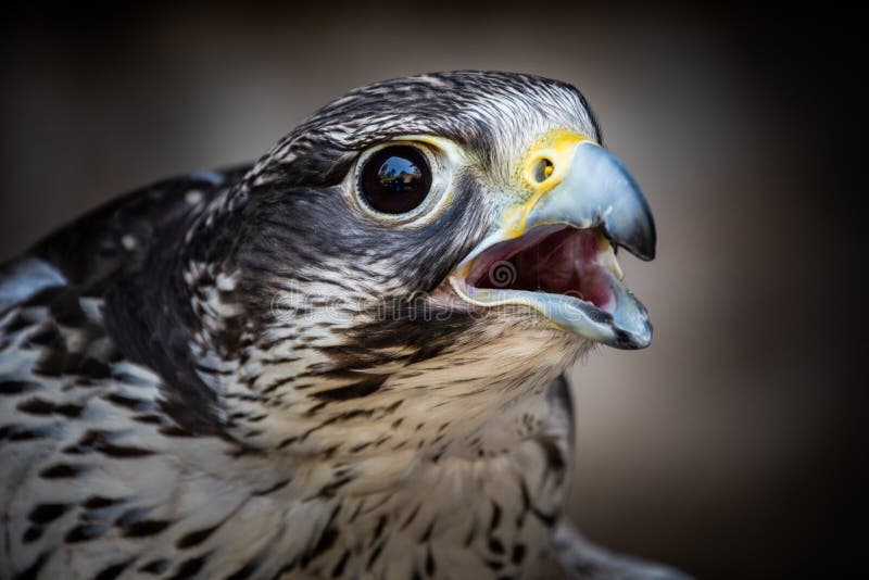 Close-up of the Head of a Saker Falcon Stock Image - Image of raptor ...