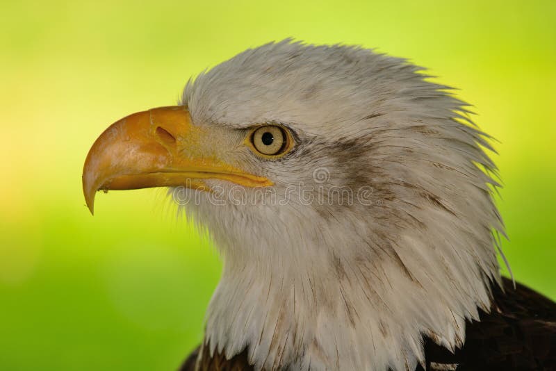 Head shot of a bald eagle stock photo. Image of plumage - 104996184
