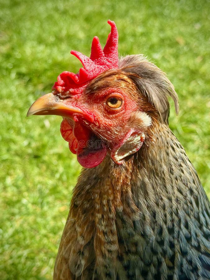 Close Up Head Shot of a Chicken Stock Photo - Image of poultry, fowl ...