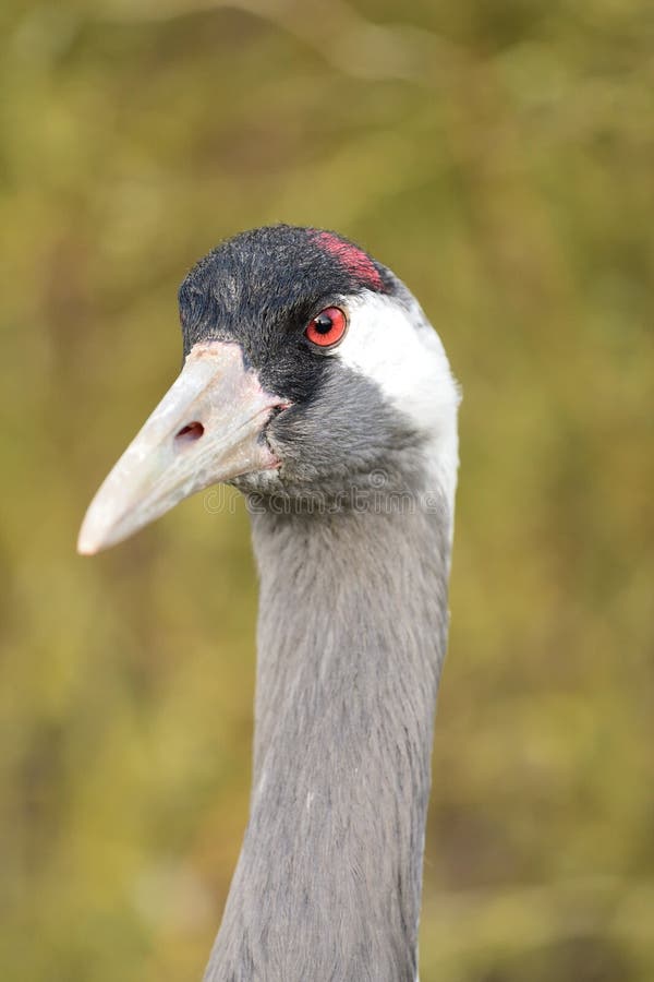 Head shot of a crane stock image. Image of ornithology - 111668287
