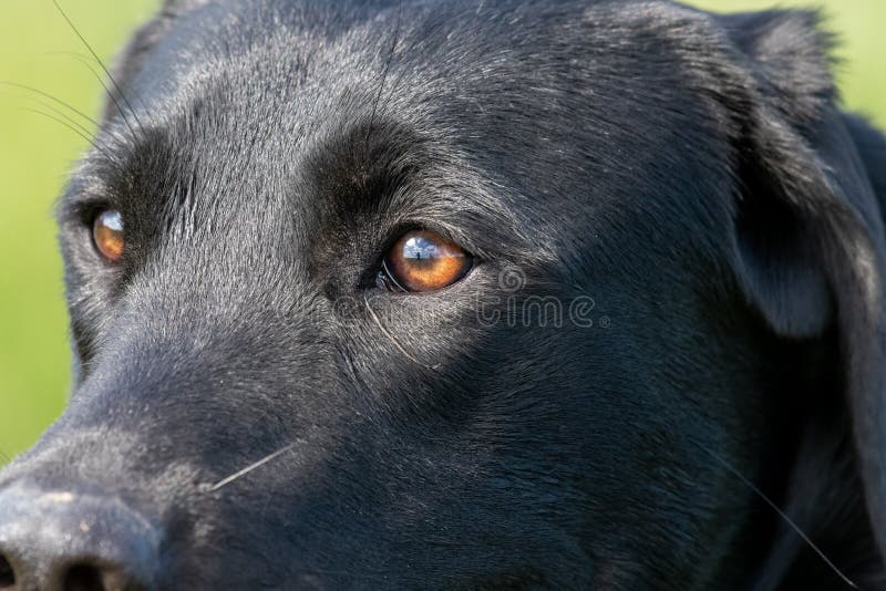 Black Labrador stock photo. Image of labrador, outdoor - 190073392