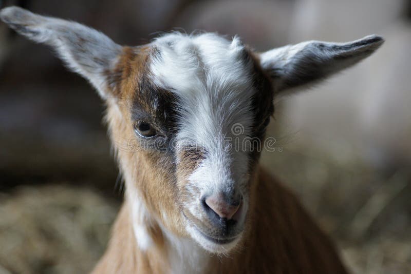 Close up of young goat. stock image. Image of baby, animal - 113667691