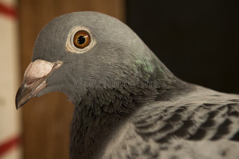 Close Up Head Shot of Pigeon Bird Stock Photo - Image of view, animal ...