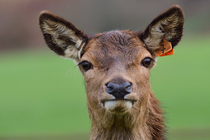 Red deer head shot stock image. Image of tame, nature - 109529897