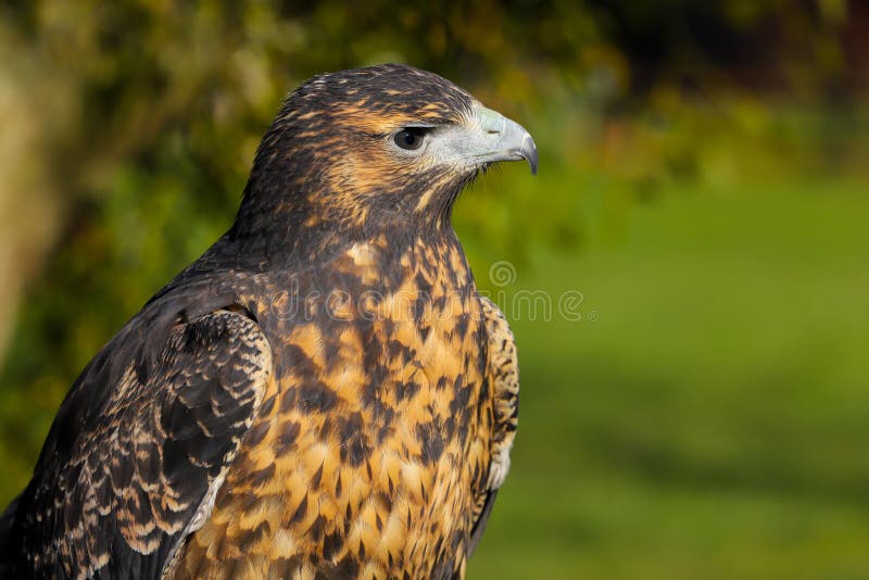 Close Up Head and Shoulders of a Grey Buzzard Eagle Stock Image - Image ...
