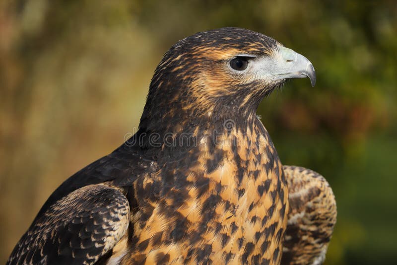 Close Up Head and Shoulders of a Grey Buzzard Eagle Stock Photo - Image ...