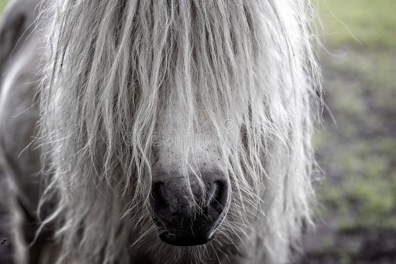 31,412 White Pony Stock Photos - Free & Royalty-Free Stock Photos from ...