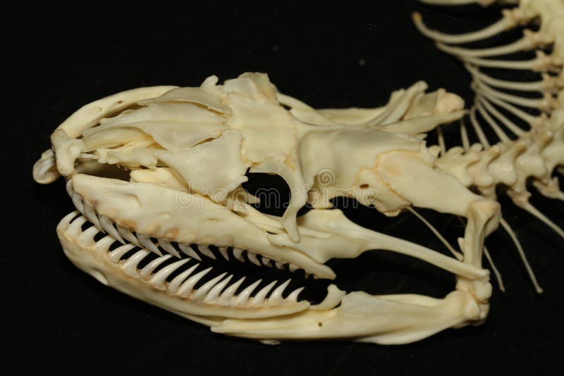Snake Skeleton Stock Photos - Download 287 Royalty Free Photos