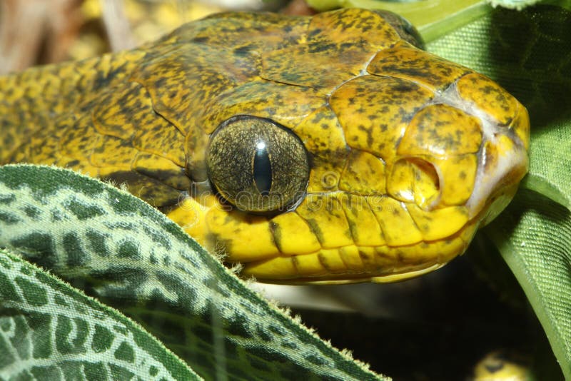 Close Up Head Sneak in the Zoo Stock Photo - Image of sneak, head: 43291160