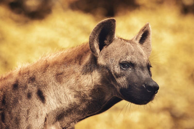 Close Up Head of Spot Hyena with Hunter Eyes Looking Stock Photo ...