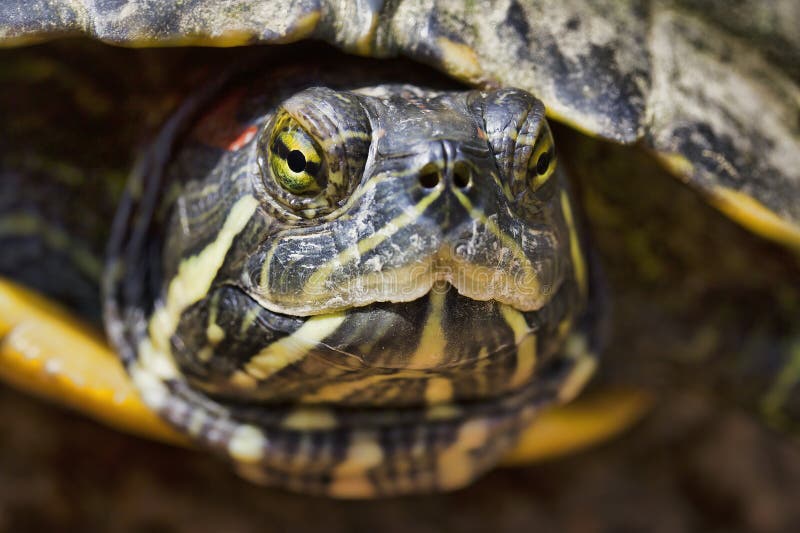 Close-Up of the Head of a Terrapin Turtle Stock Image - Image of face ...