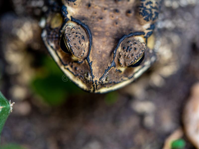 Close-up of Head of a Toad Bufo Melanostictus Stock Photo - Image of ...