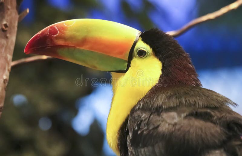 A Close Up of the Head of a Toucan Stock Photo - Image of toucan ...