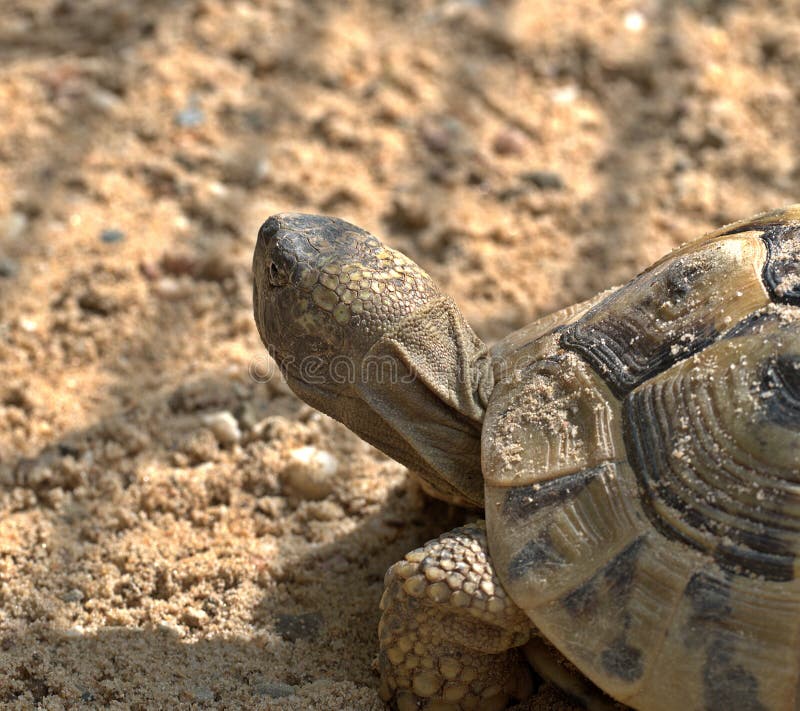 Head and Part of the Shell of a Turtle. Stock Photo - Image of animal ...