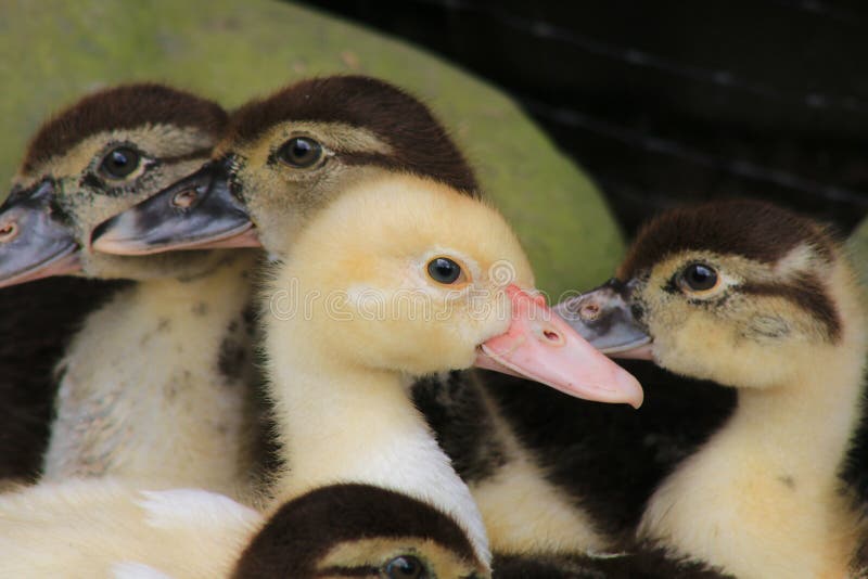 Close Up of the Head from a White Duck Looking Directly in the Camera ...