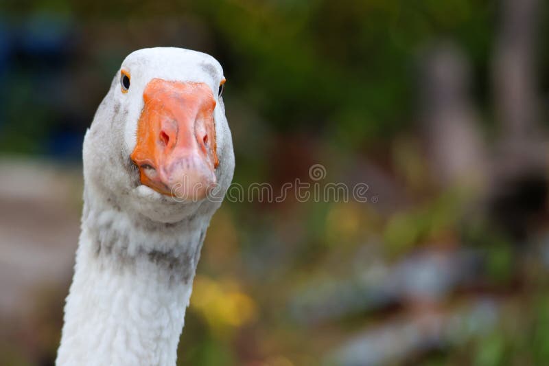 Close Up Head White Goose in Garden Stock Image - Image of feather ...