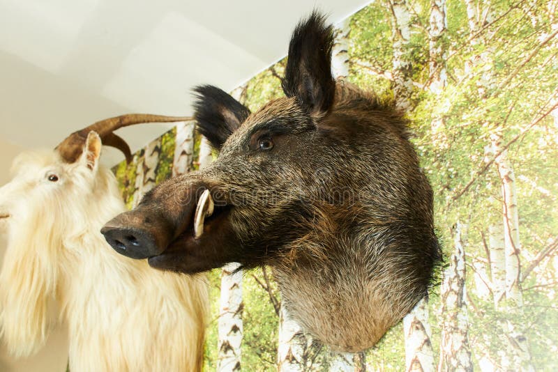 Close-up of Head of Wild Boar Trophy on the Wall. Stock Photo - Image ...