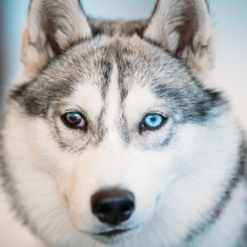Close Up Head Young Husky Eskimo Dog with Stock Image - Image of arctic ...