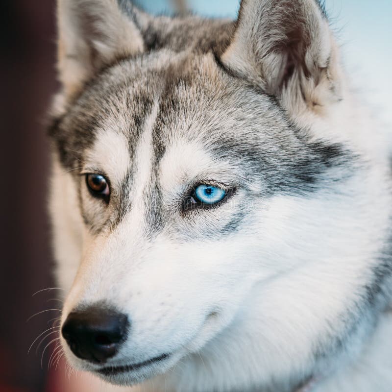 13,939 Husky Head Stock Photos - Free & Royalty-Free Stock Photos from ...