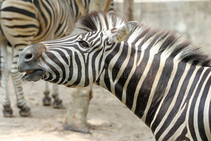 Close Up Head Zebra in Garden Stock Photo - Image of stripes, african ...