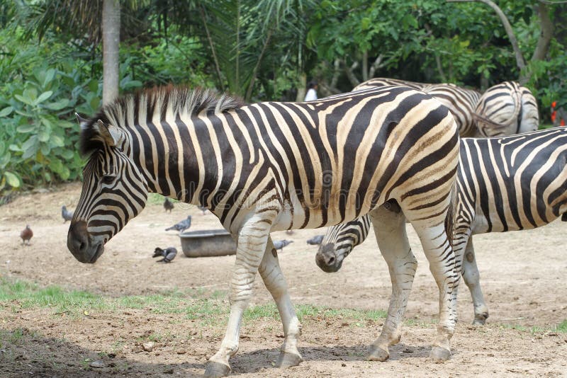Close Up Head Zebra in Garden Stock Photo - Image of safari, looking ...