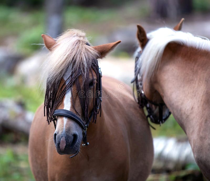 Two horses stock photo. Image of portrait, outside, together - 166512066