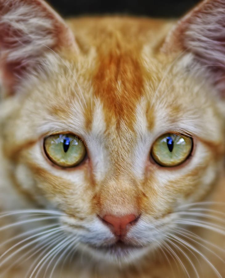 Close up headshot of cat stock photo. Image of attractive - 186012538
