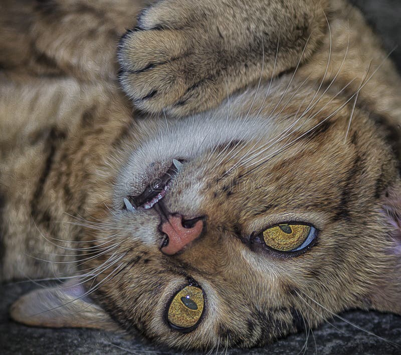 Close up headshot of cat stock photo. Image of attentive - 186012554