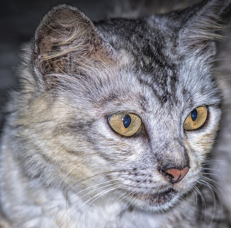 Close up headshot of cat stock photo. Image of gesture - 186012612