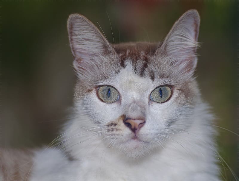 Close up headshot of cat stock image. Image of carnivore - 186013057