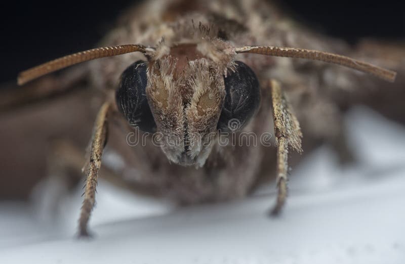 Close Up Headshot of the Common Moth. Stock Image - Image of bush ...