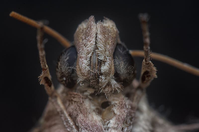 Close Up Headshot of the Common Moth. Stock Image - Image of bush ...