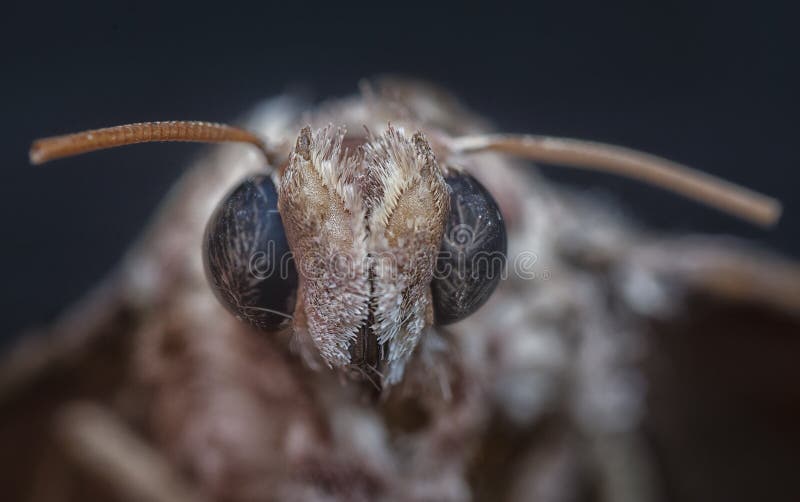 Close Up Headshot of the Common Moth. Stock Image - Image of bush ...