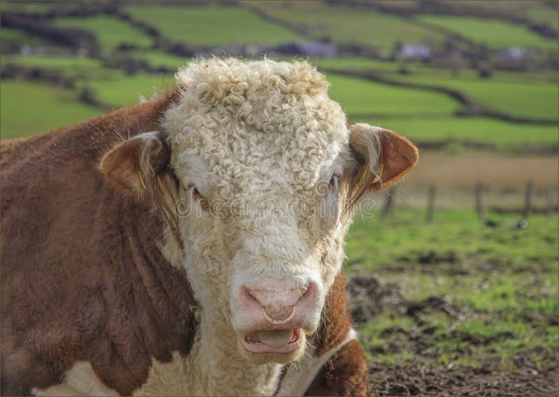 Close Up Headshot of a Hereford Bull Stock Image - Image of cattle ...