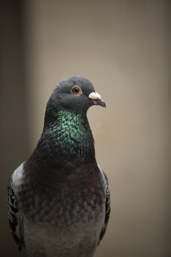 Close Up Headshot of Homing Pigeon Stock Photo - Image of body, homer ...