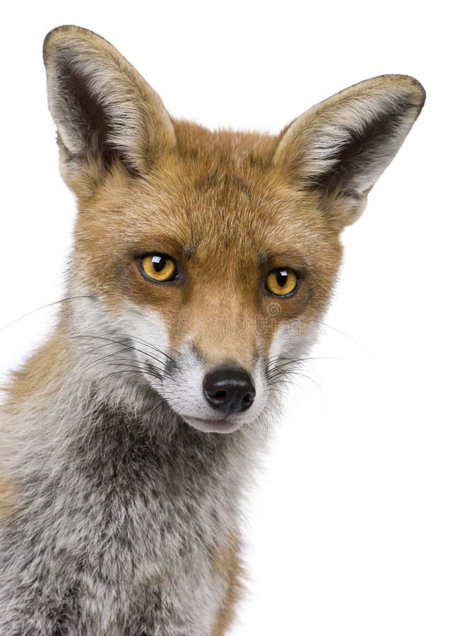Close-up Headshot of Red Fox, 1 Year Old Stock Image - Image of alert ...