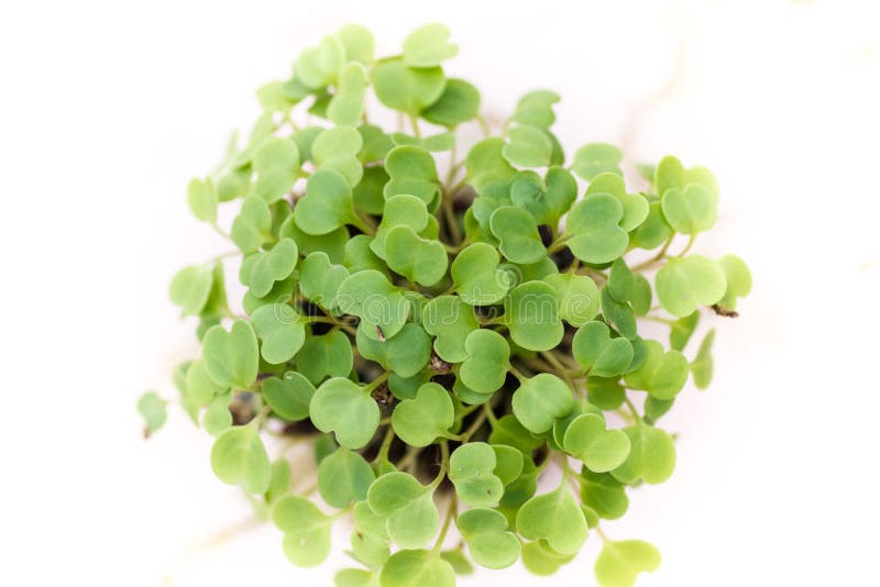 Microgreens Close Up stock image. Image of purity, nutrients - 115403507