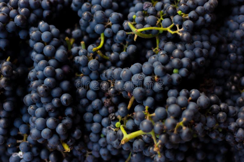 Close-up of a Heap of Blue Grapes, Texture, Natural Fruit Composition ...