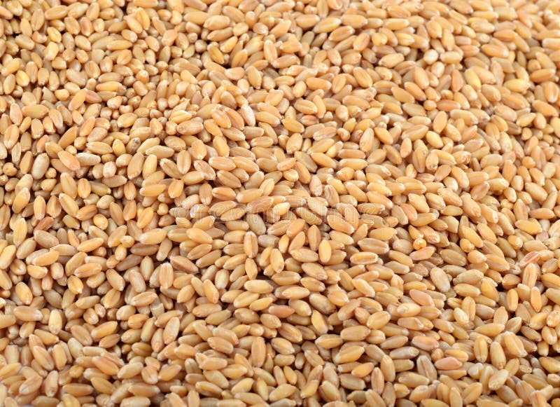 Close Up Heap of Wheat Grains Stock Photo - Image of harvest, field ...