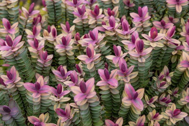 Hebe `Pink Paradise` stock photo. Image of plant, raceme - 195265070
